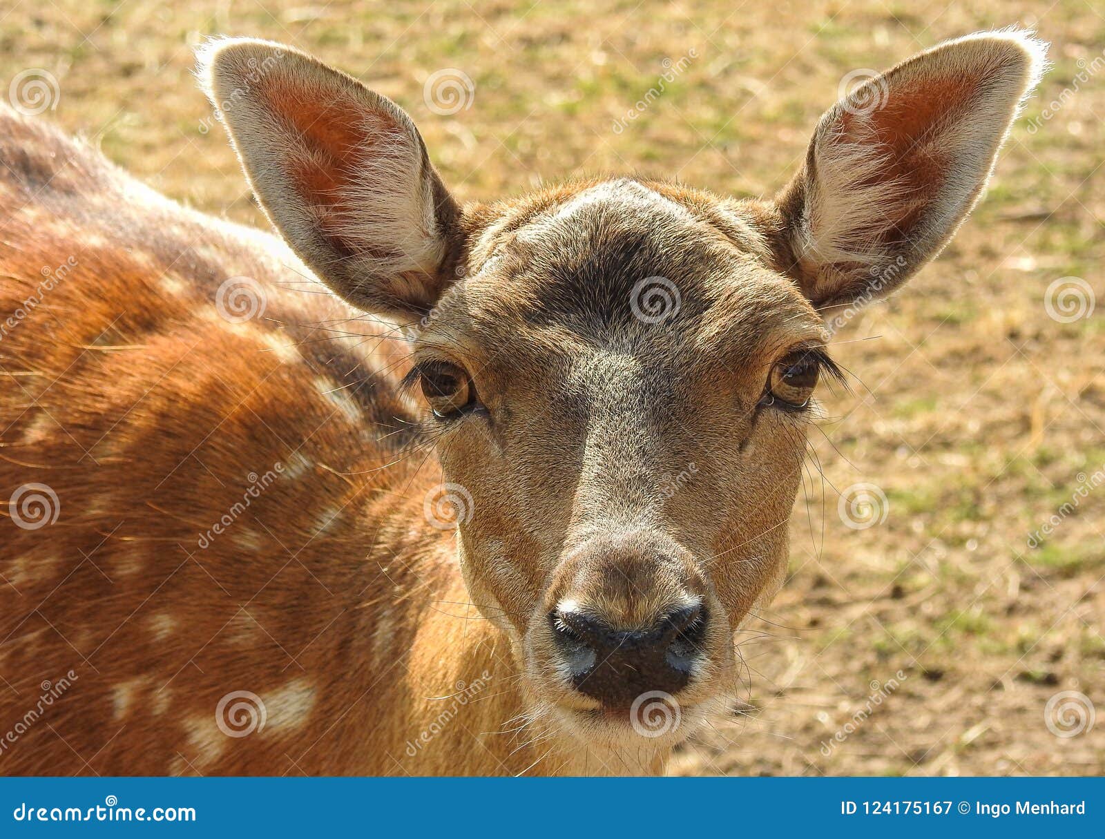 Red deer on the meadow stock image. Image of young, people - 124175167