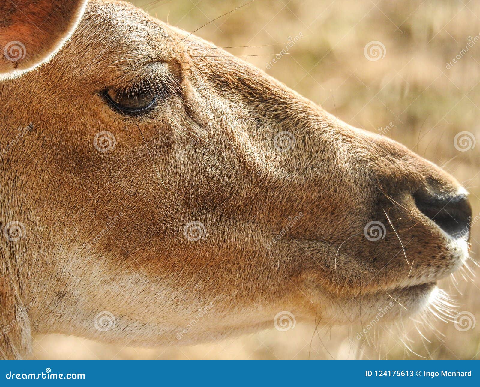Red deer face portrait stock image. Image of face, wildlife - 124175613