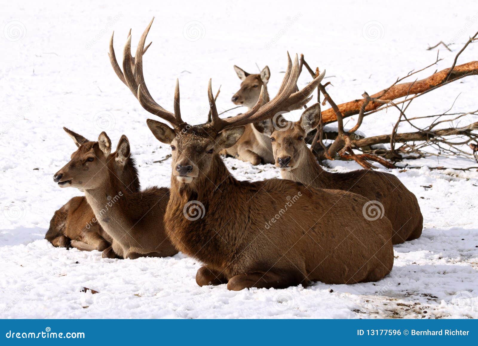 Red Deer Family stock photo. Image of herbivorous, hoofed - 13177596