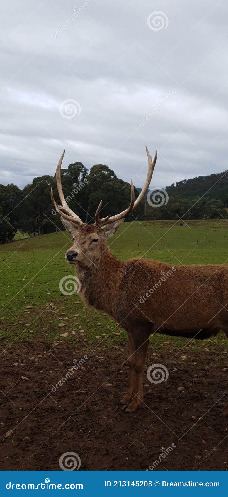 Red deer farm stock photo. Image of mammal, prairie - 213145208