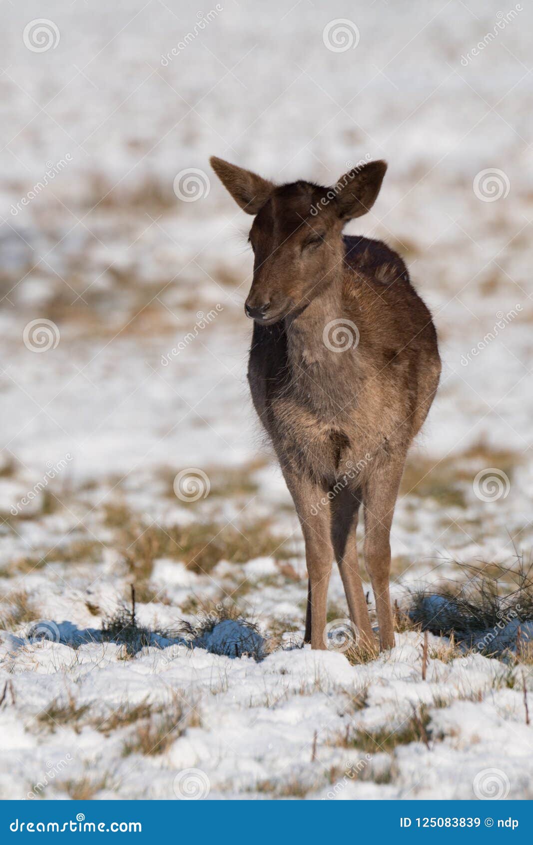 Red Deer Fawn Standing in Snowy Grass Stock Image - Image of england ...