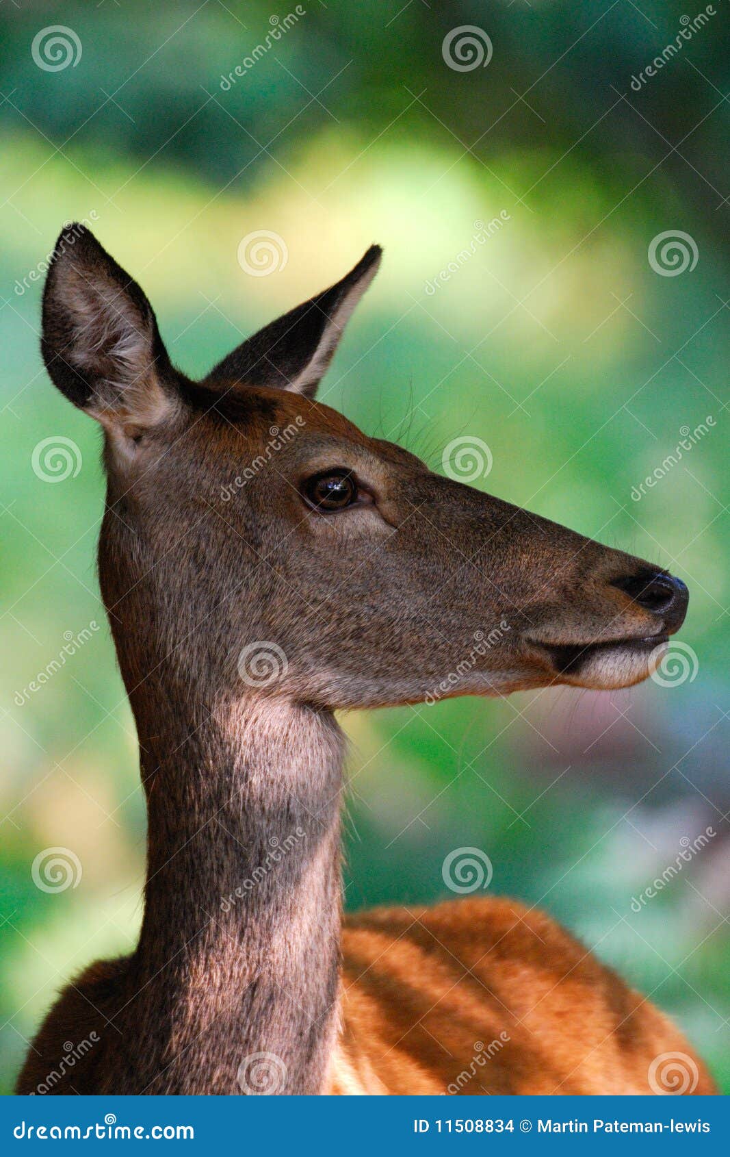 Red deer female portrait stock photo. Image of portrait - 11508834
