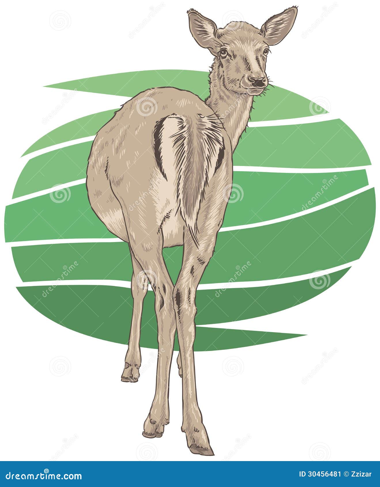 Red Deer stock vector. Illustration of woods, deer, wildlife - 30456481