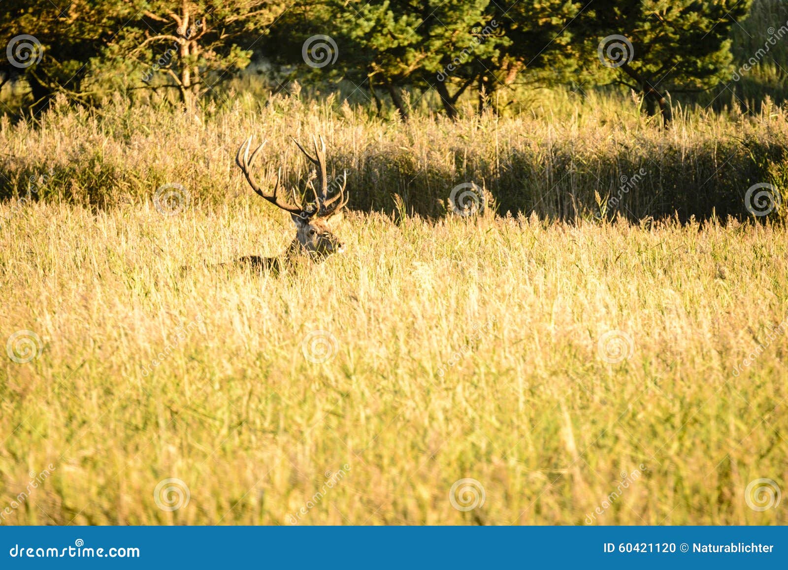 Red deer in field, Germany stock photo. Image of wild - 60421120
