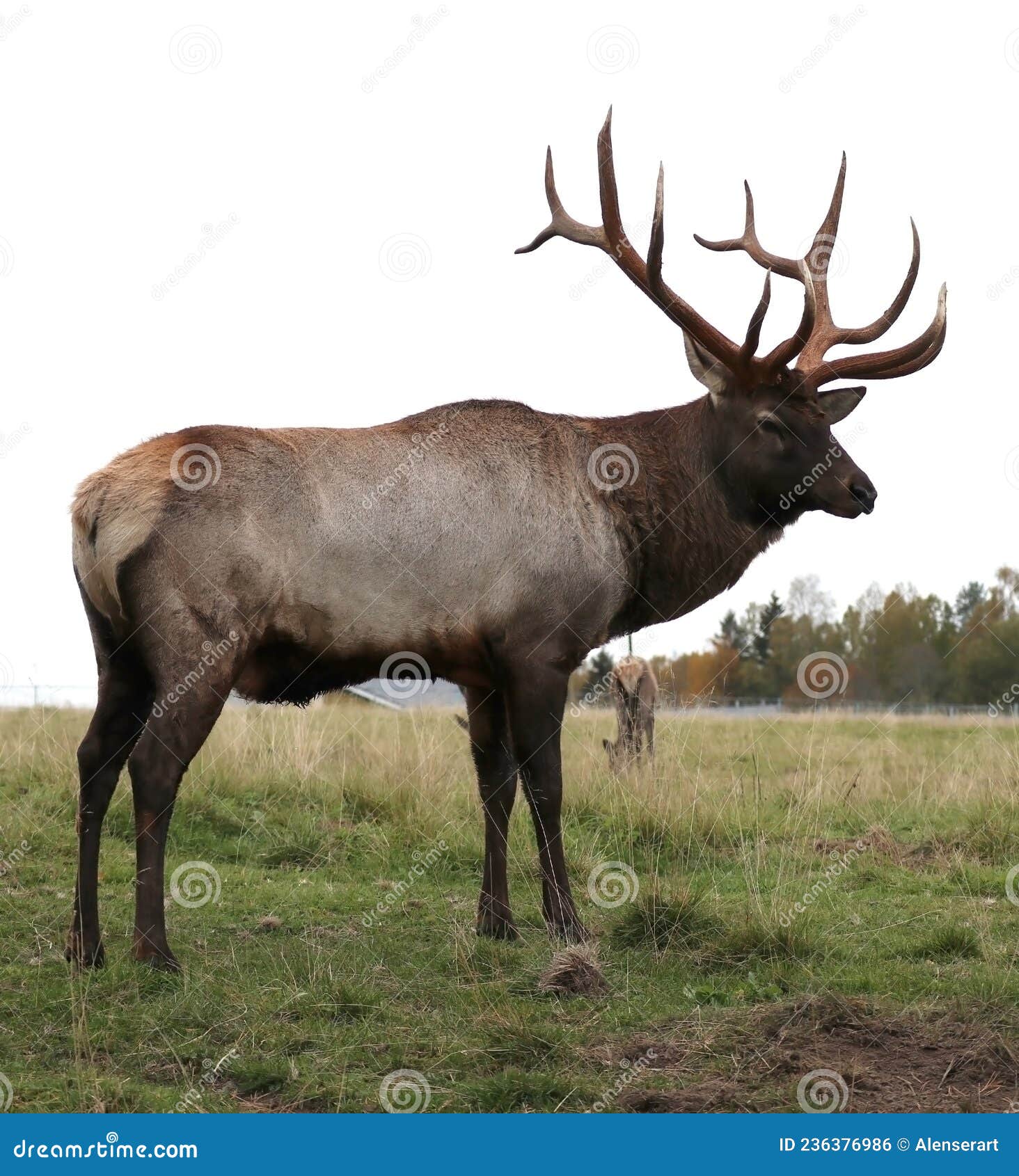 A red deer on the field stock photo. Image of elaphus - 236376986