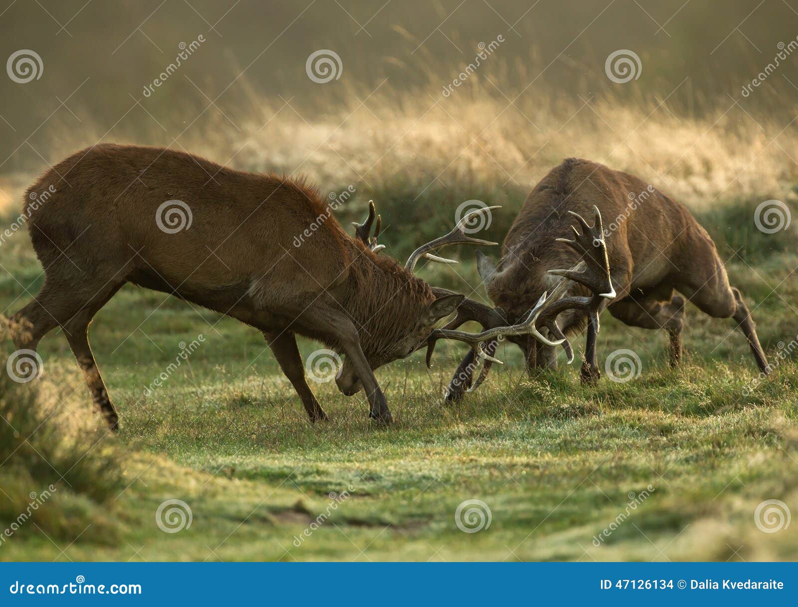 Red Deer Fight during the Rut Stock Photo - Image of concept, antlers ...