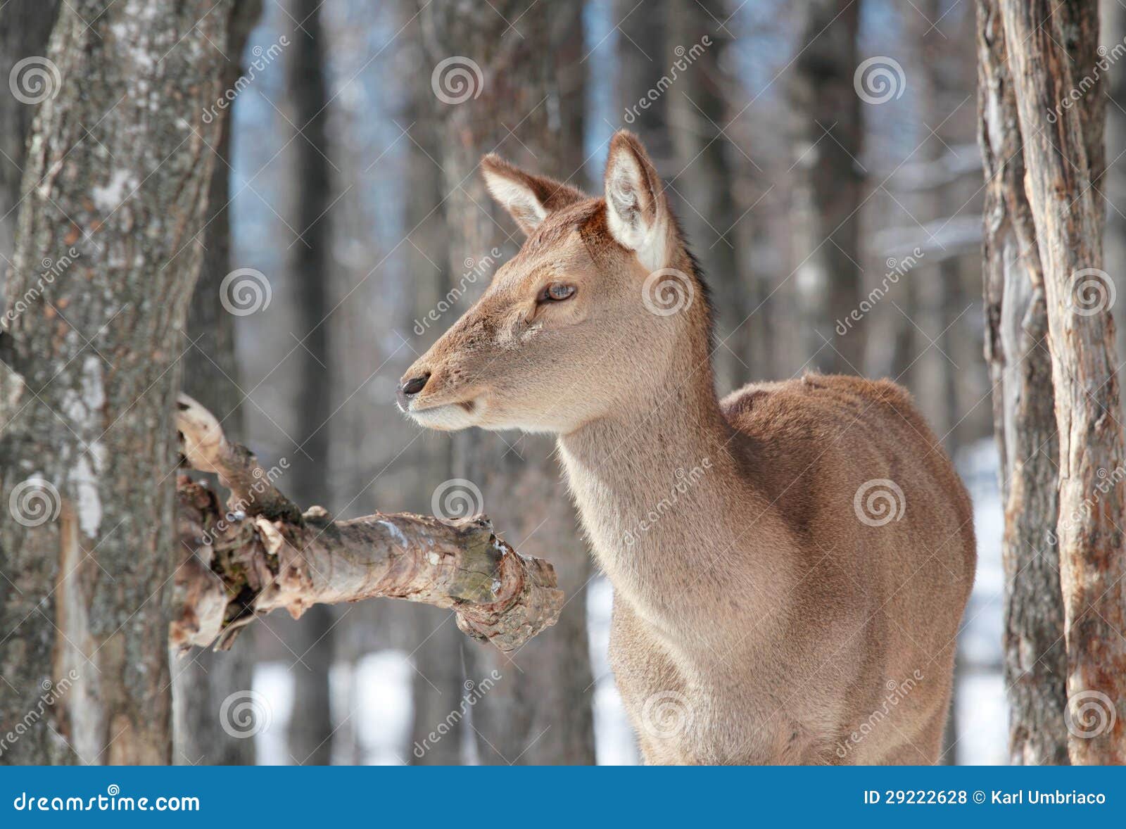 Red deer in forest stock photo. Image of animal, nature - 29222628