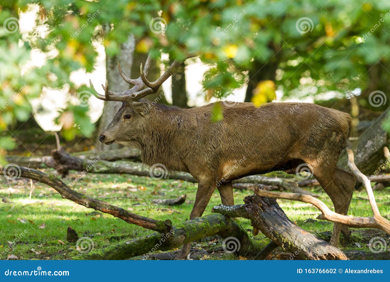 Red deer in the forest stock photo. Image of antler - 163766602