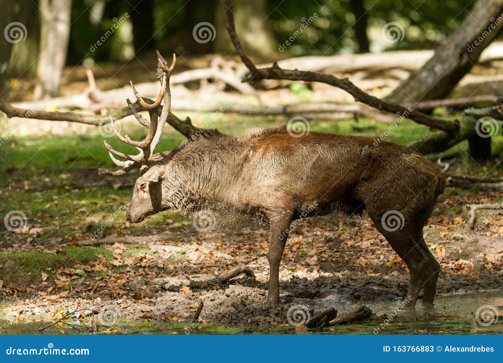 Red deer in the forest stock image. Image of landscape - 163766883