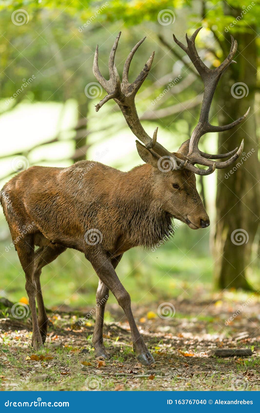 Red deer in the forest stock photo. Image of forest - 163767040
