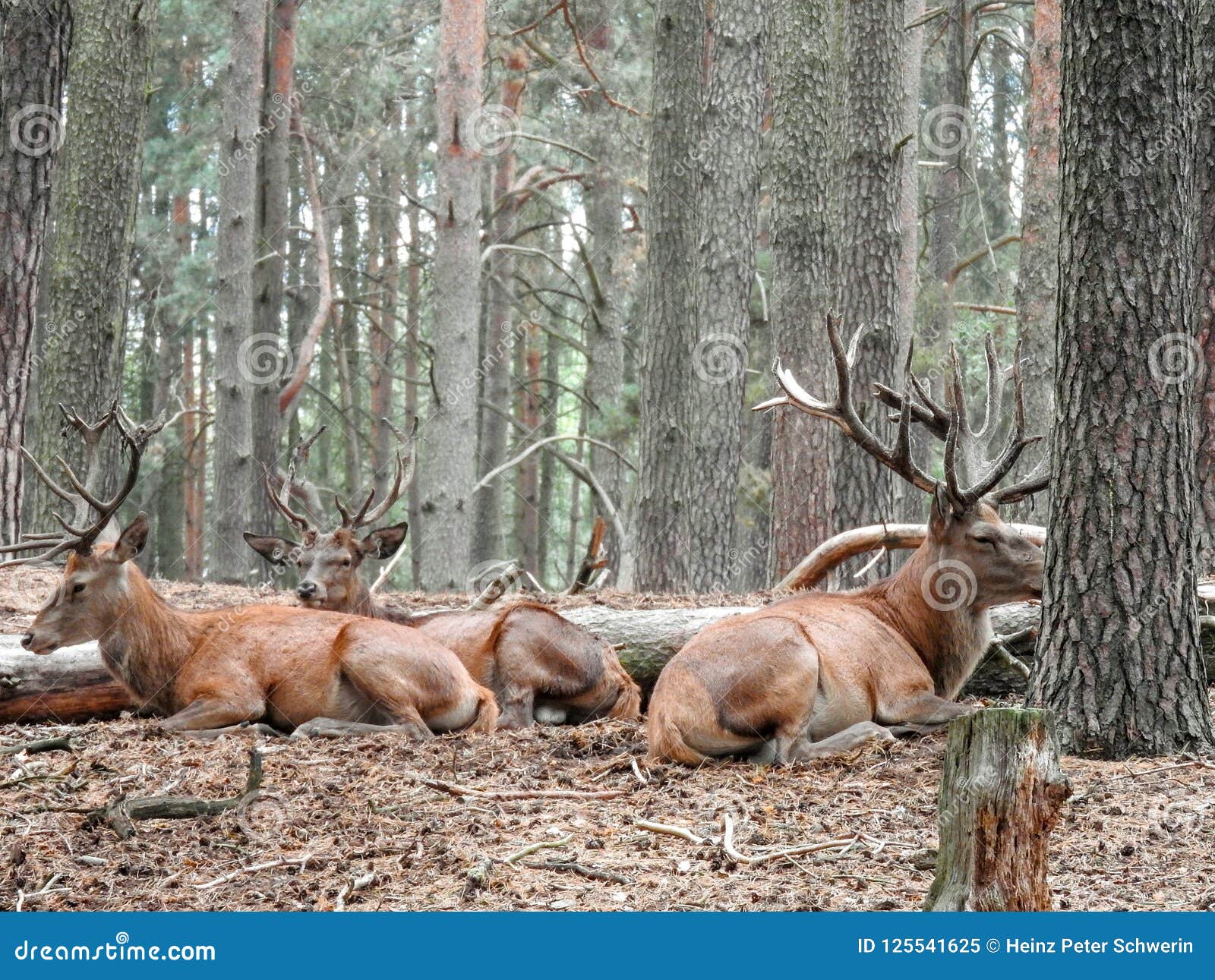 Red deer in the forest stock image. Image of mammal - 125541625
