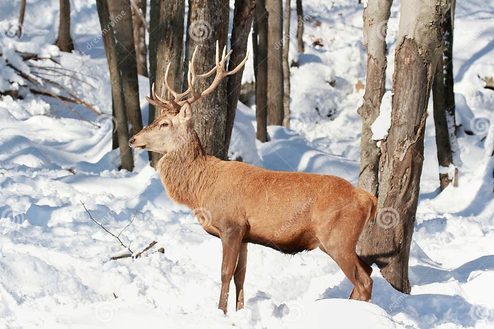 Red deer in forest stock photo. Image of snow, nature - 35669200