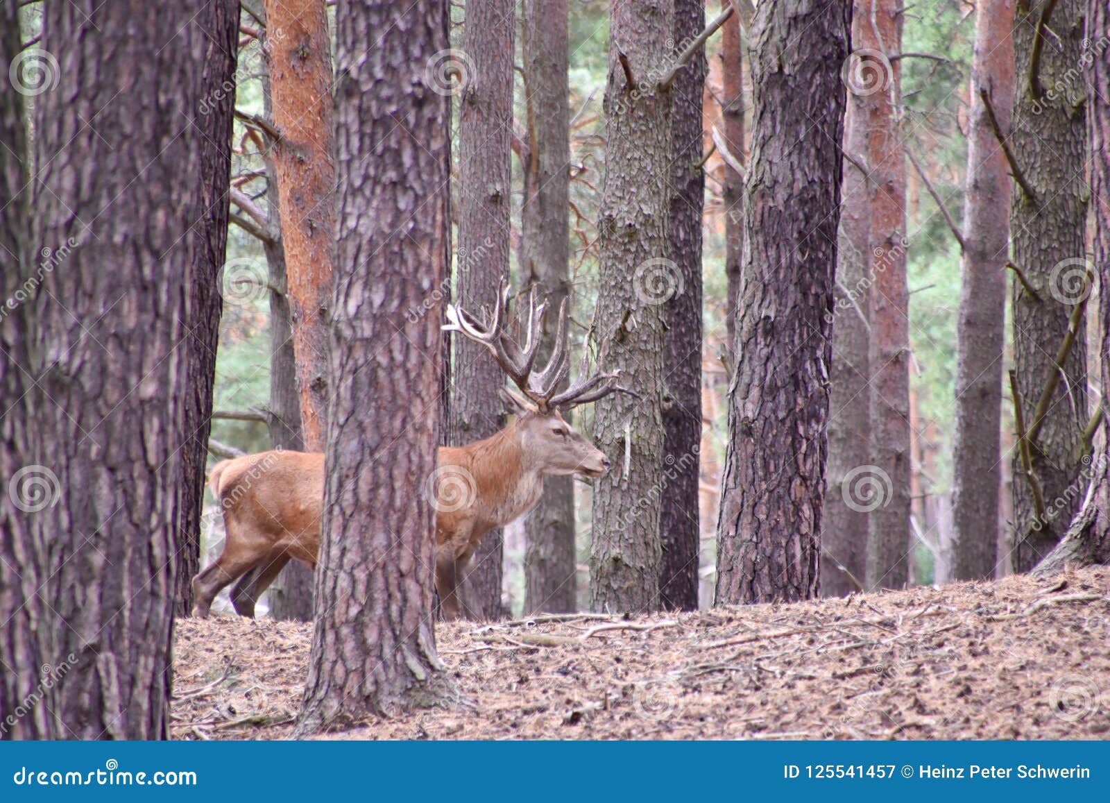 Red deer in the forest stock image. Image of antler - 125541457