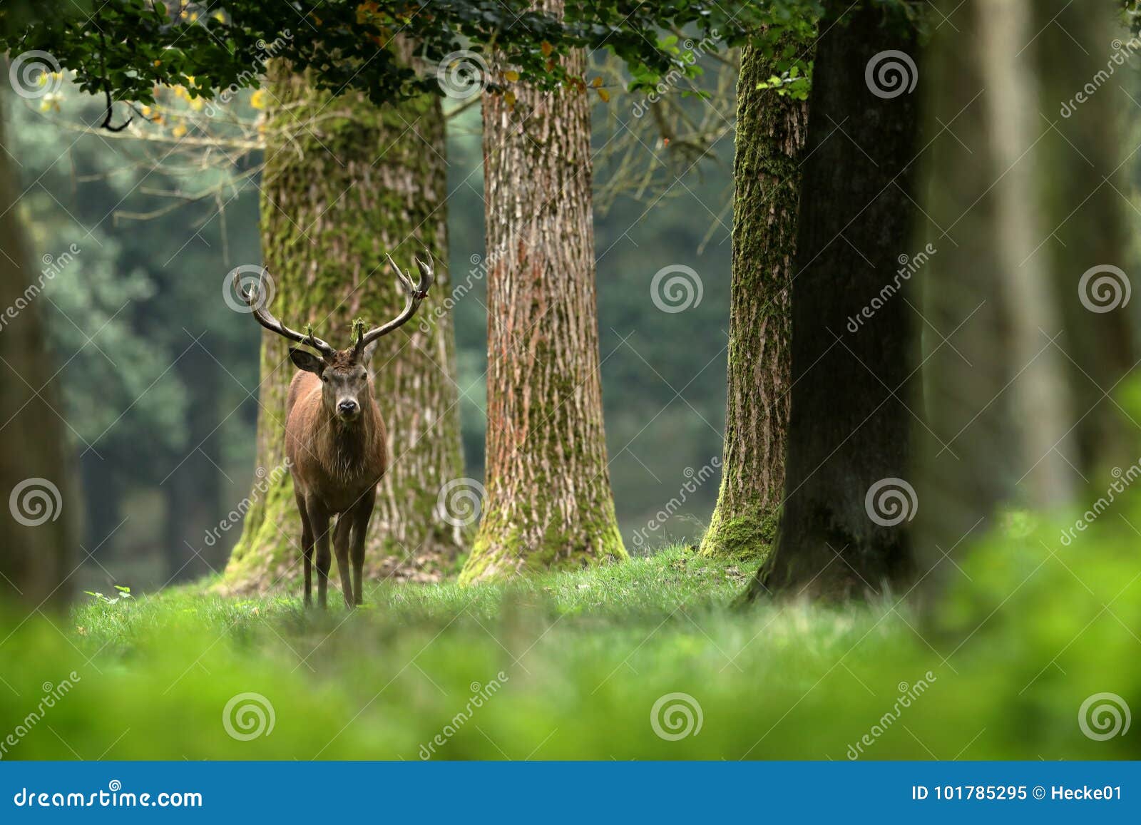 Red Deer in the Forest and during the Rut Stock Image - Image of ...