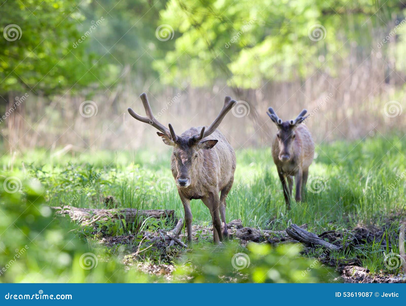 Red Deer in Forest in Spring Stock Image - Image of hunting, cervidae ...