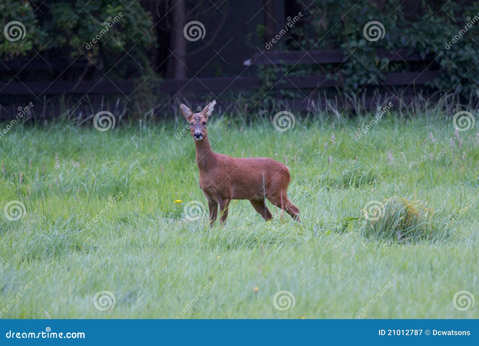 Red Deer in Grass stock image. Image of grass, wildlife - 21012787