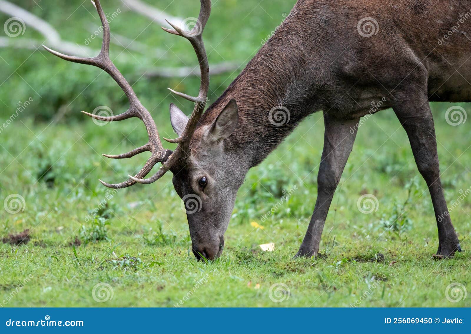 Red deer grazing in forest stock photo. Image of forest - 256069450