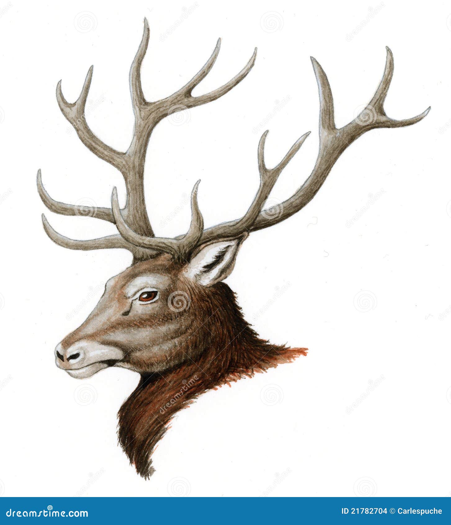 Red Deer Head (Cervus Elaphus) Stock Illustration - Illustration of ...