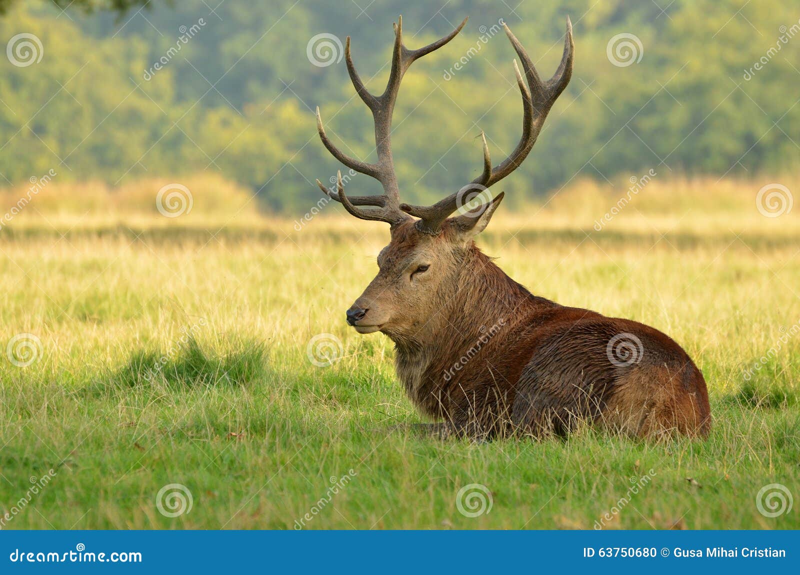 Red Deer Head, Cervus Elaphus Stock Photo - Image of european, honking ...