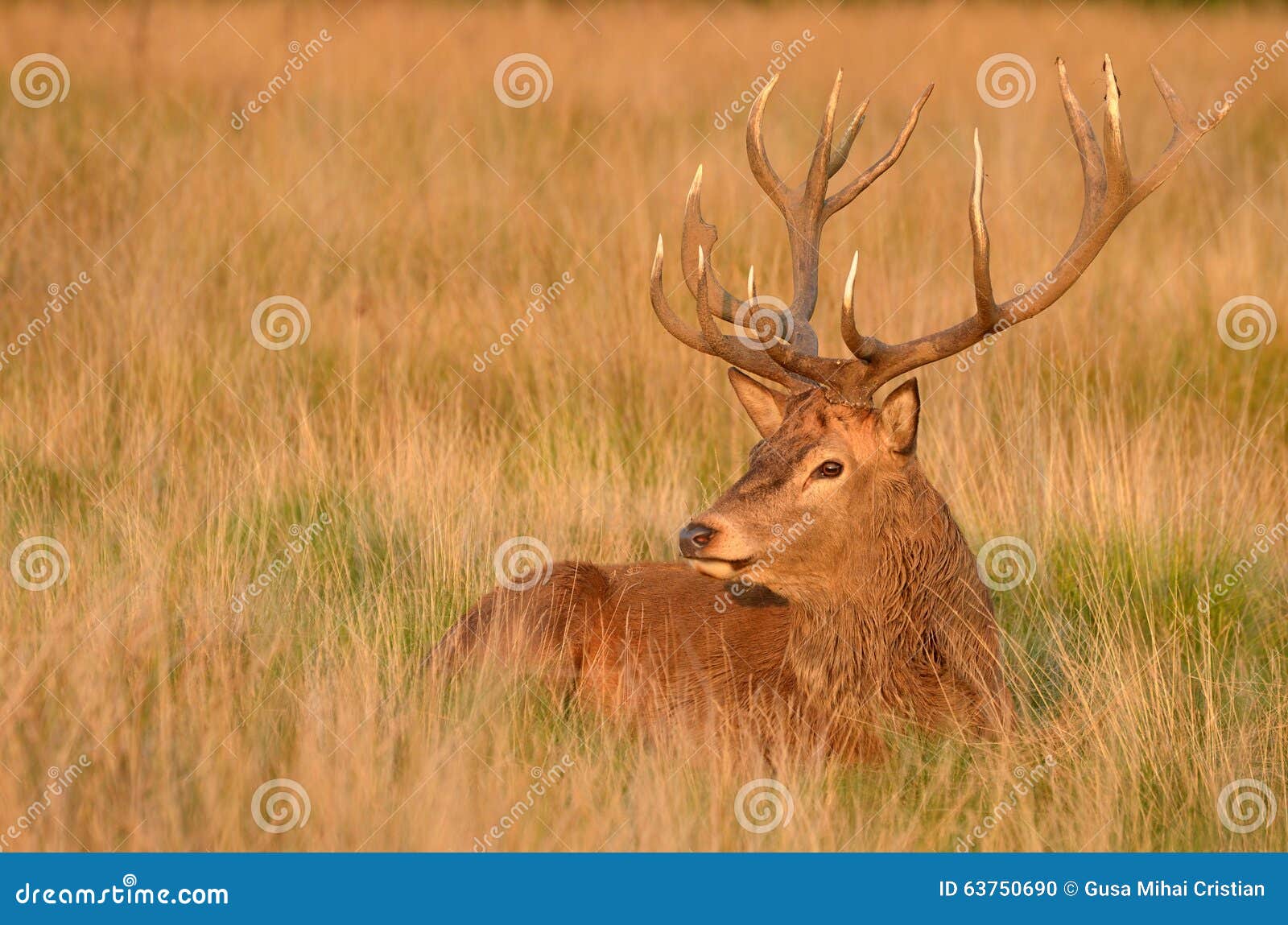 Male Red Deer Head Stock Photos - Download 3,129 Royalty Free Photos