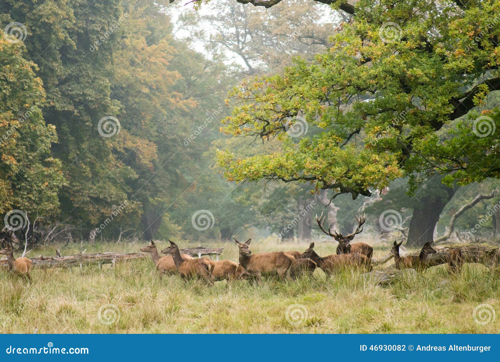 Red deer herd in autumn stock photo. Image of coat, fawn - 46930082