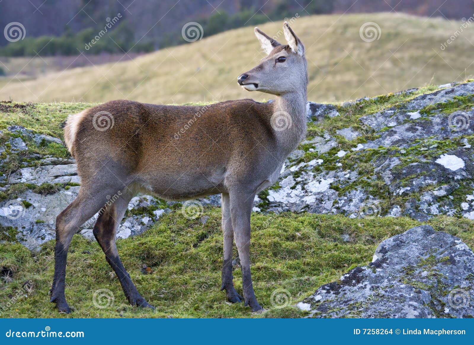 Red Deer Hind stock photo. Image of hind, muddy, brown - 7258264
