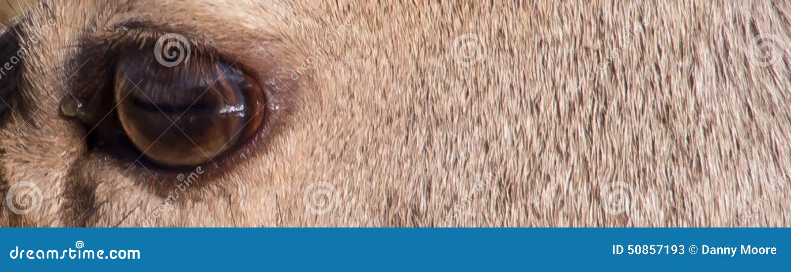 Red deer hind stock image. Image of scotland, head, stalk - 50857193