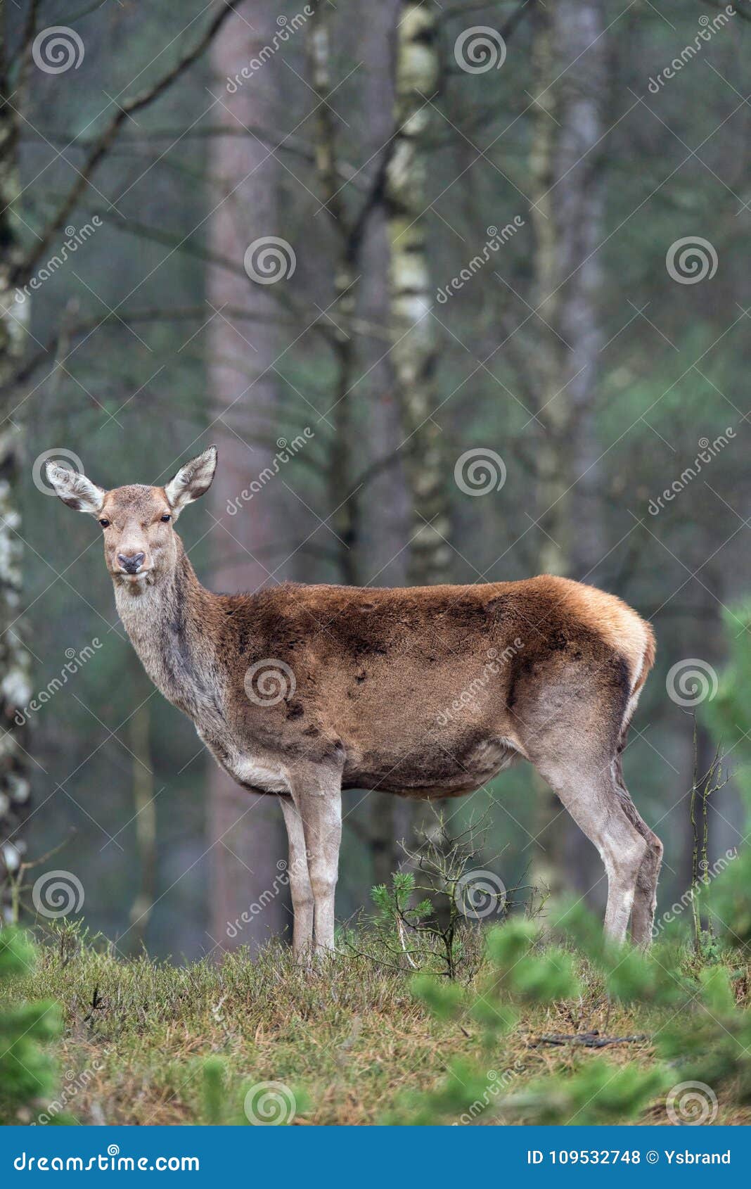 Red Deer Hind in Forest with Birch Trees. Stock Photo - Image of nature ...