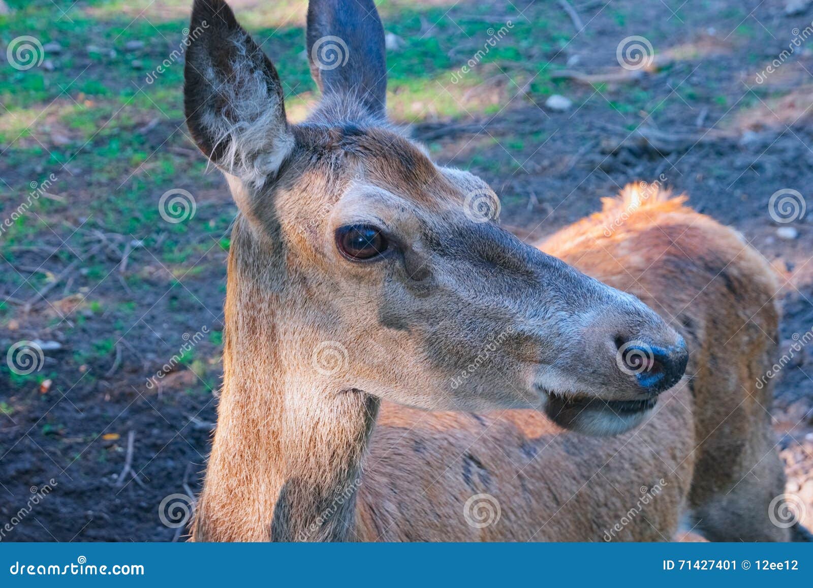 Red Deer hind stock image. Image of forest, beautiful - 71427401