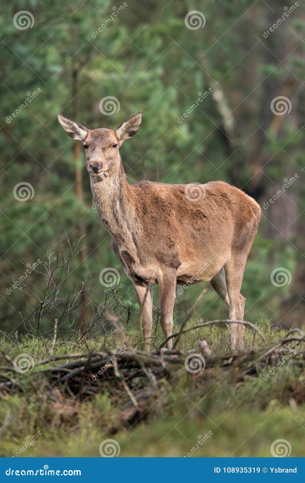 Red Deer Hind Standing on Grass in Pine Forest. Stock Image - Image of ...