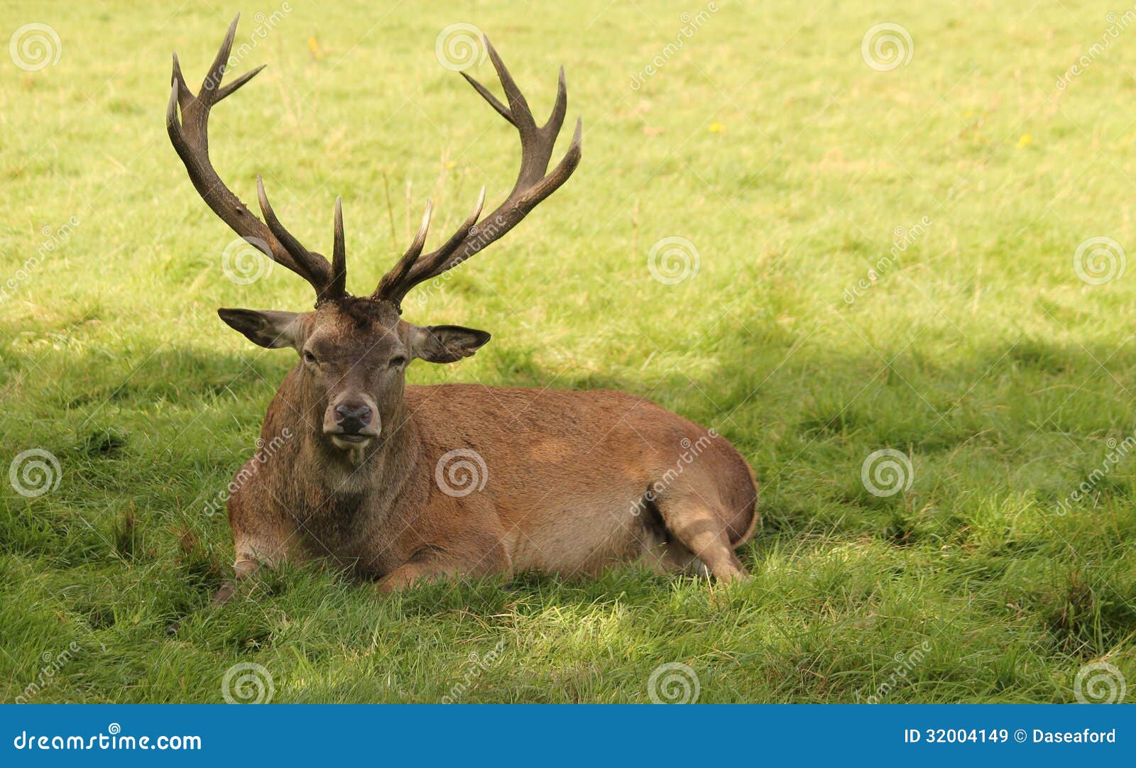 Red Deer. stock image. Image of grass, wildlife, antlers - 32004149