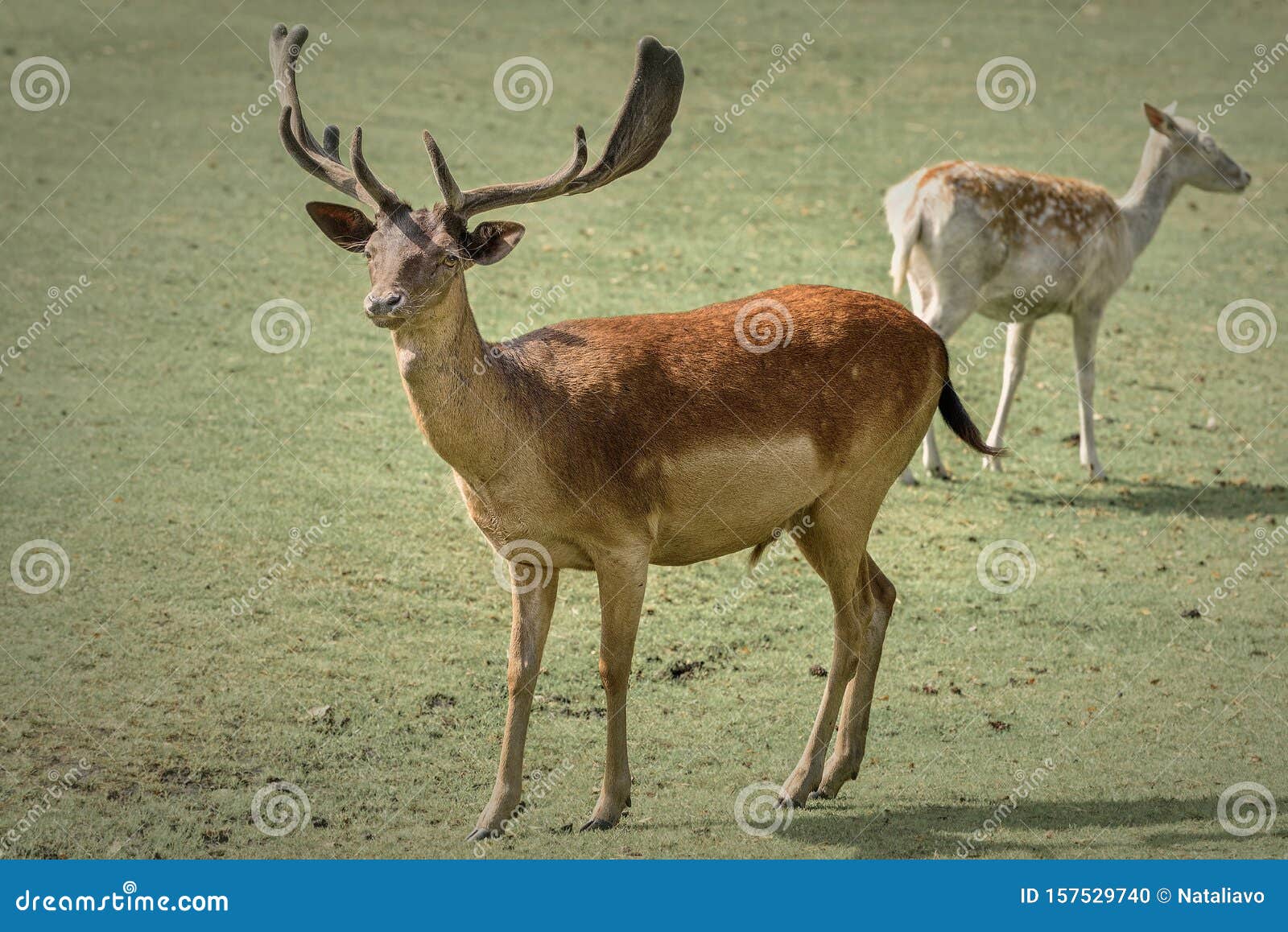 Red Deer, the Largest Deer Species Stock Photo - Image of trees, nature ...