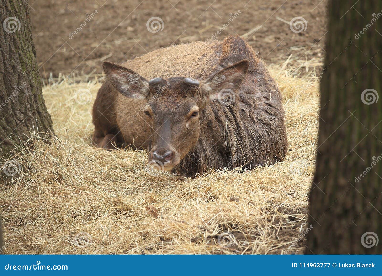 Red deer stock image. Image of straw, nature, european - 114963777