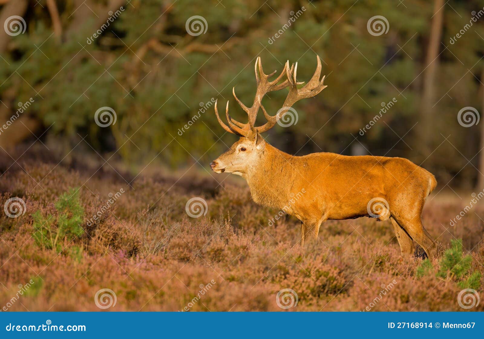 Red deer male stock photo. Image of wildlife, animal - 27168914