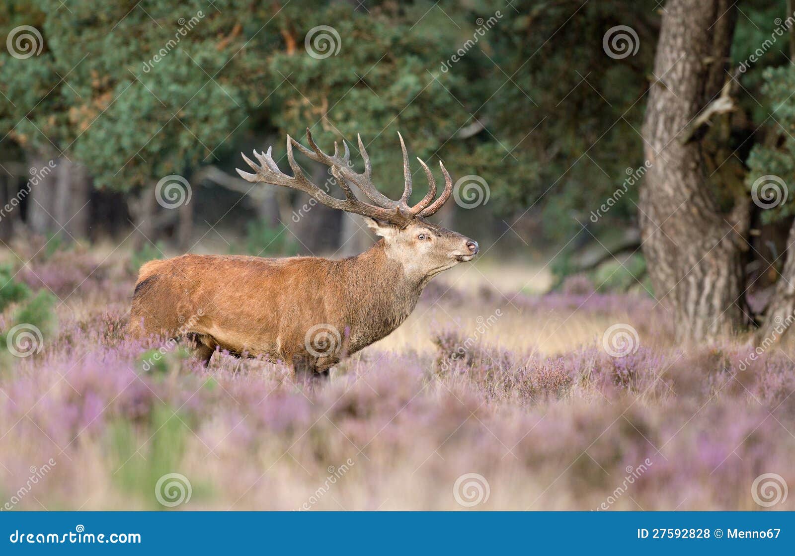 Red deer male stock photo. Image of orange, european - 27592828