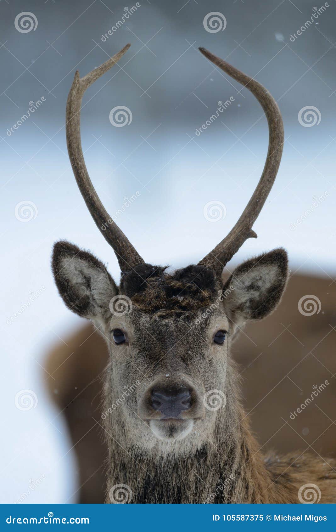Red Deer Male Head Portrait, Winter Stock Image - Image of cervus, male ...