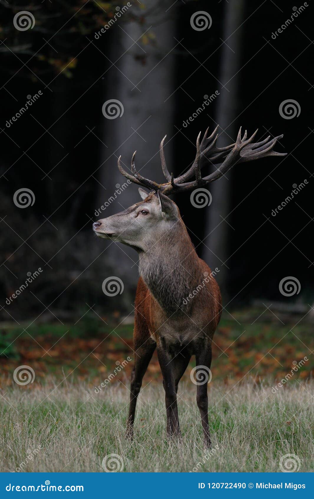 Red Deer Male at the Mating Time Stock Photo - Image of king, germany ...