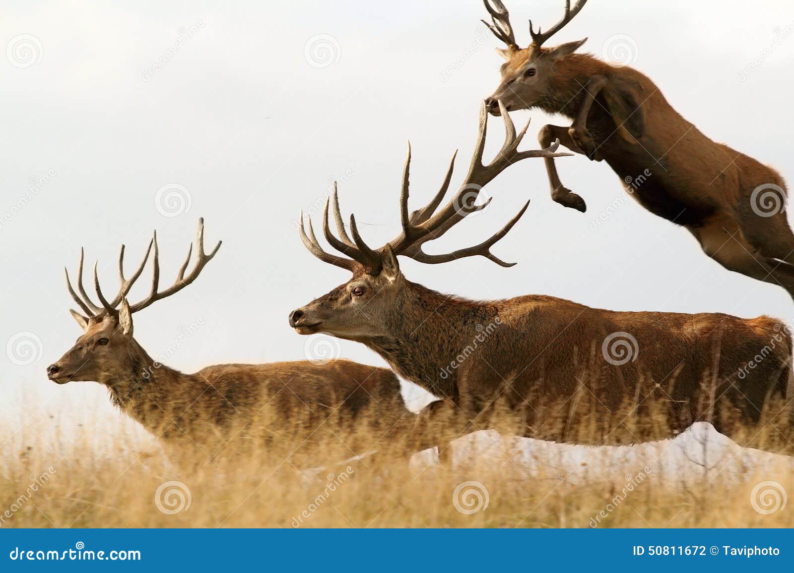 Red Deer Males Running Together Stock Photo - Image of nature, hunting ...