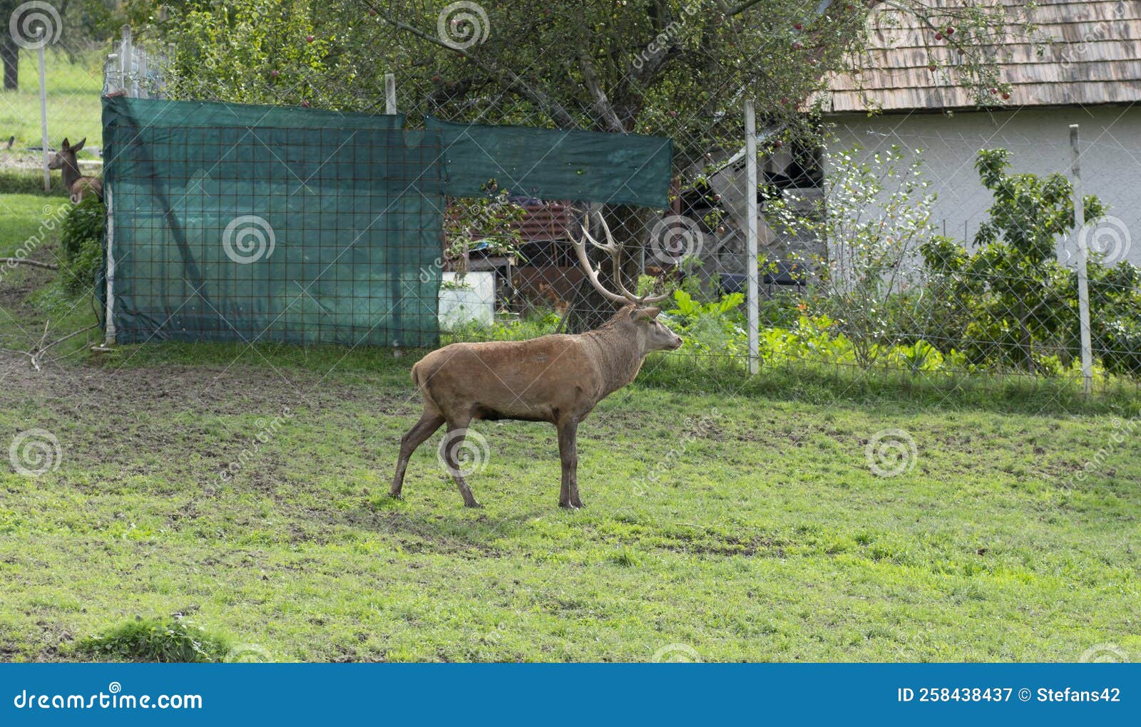 Red Deer Management. Deer Breeding in Captivity Stock Image - Image of ...