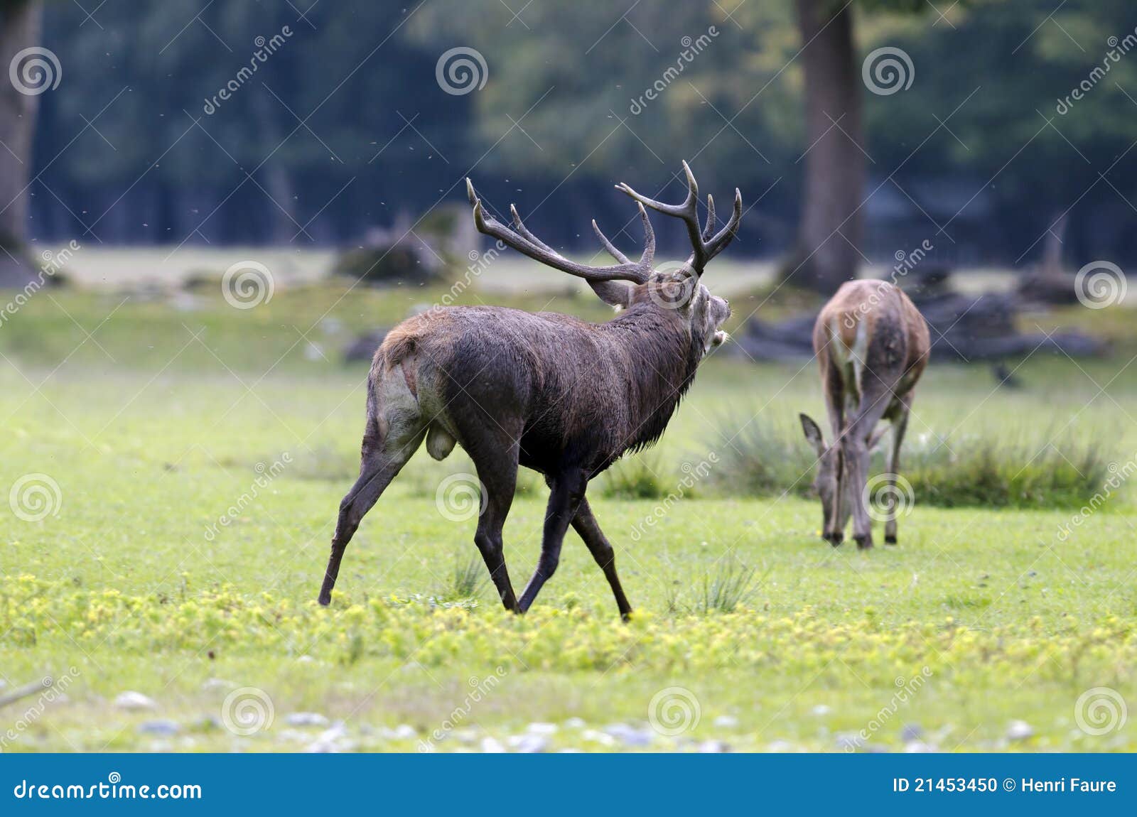 Red deer mating stock photo. Image of france, deer, mating - 21453450