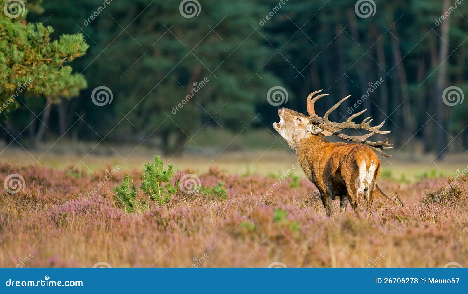 Red deer in mating season stock photo. Image of woods - 26706278