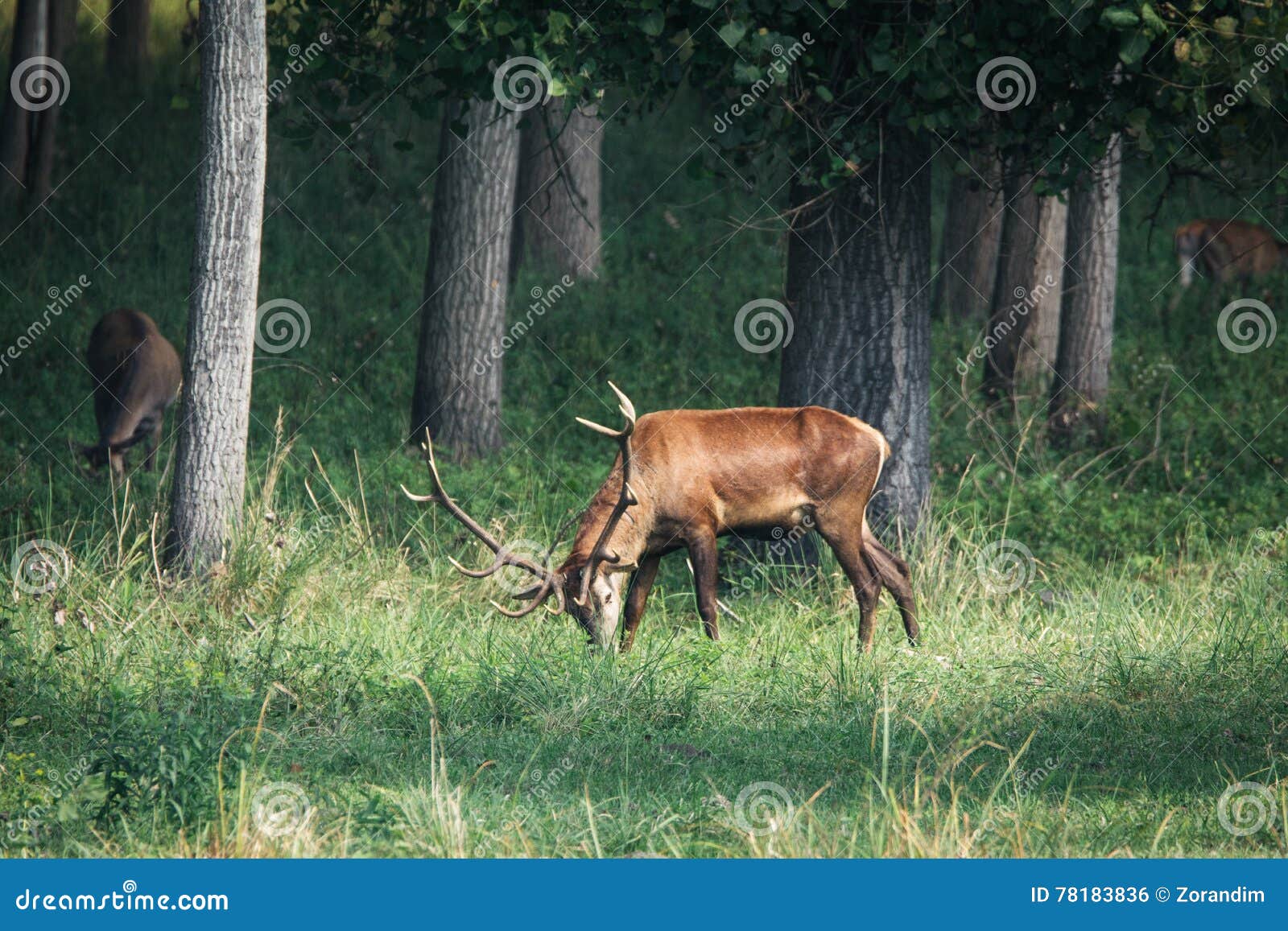 Red deer in mating season stock photo. Image of beautiful - 78183836