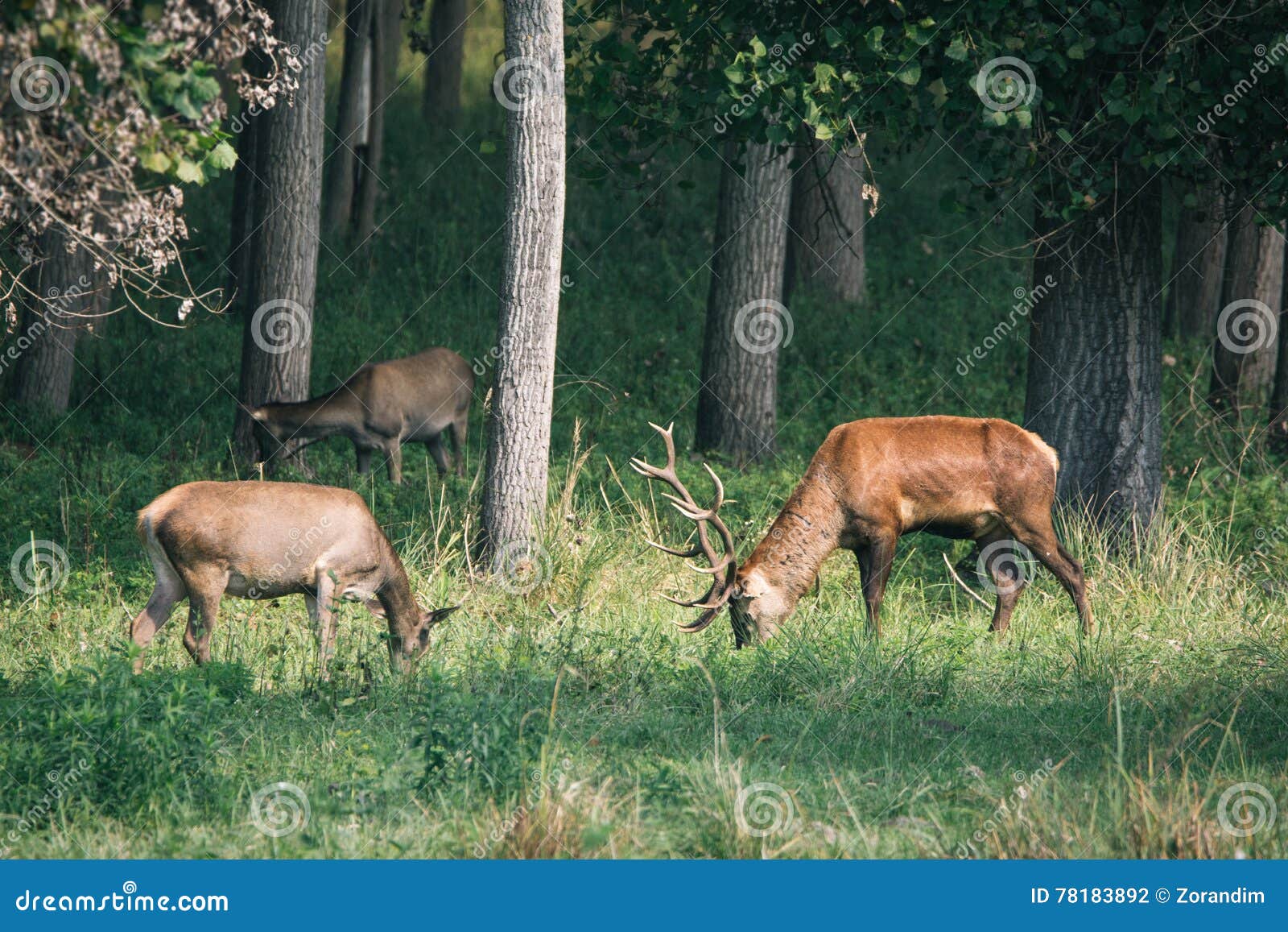 Red deer in mating season stock photo. Image of male - 78183892
