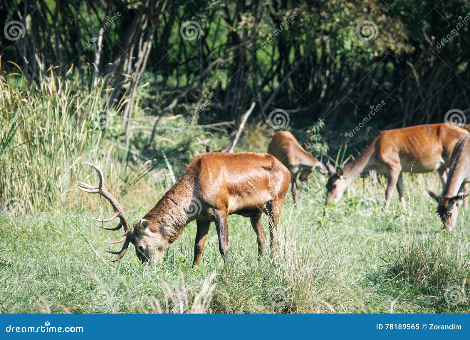 Red deer in mating season stock image. Image of park - 78189565