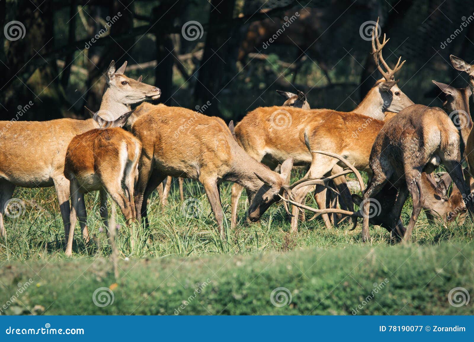 Red deer in mating season stock image. Image of animal - 78190077