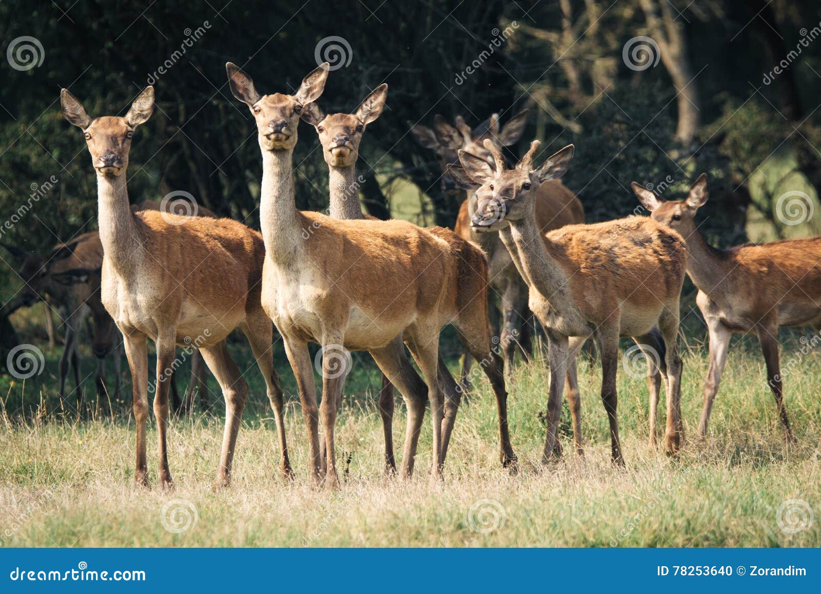 Red deer in mating season stock photo. Image of european - 78253640