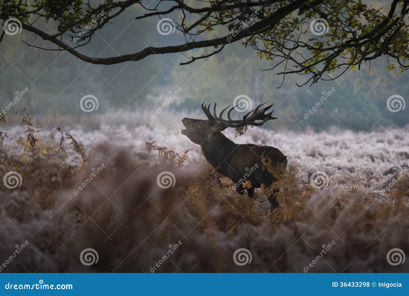 Red Deer in a Misty Morning Stock Photo - Image of mammal, grass: 36433298