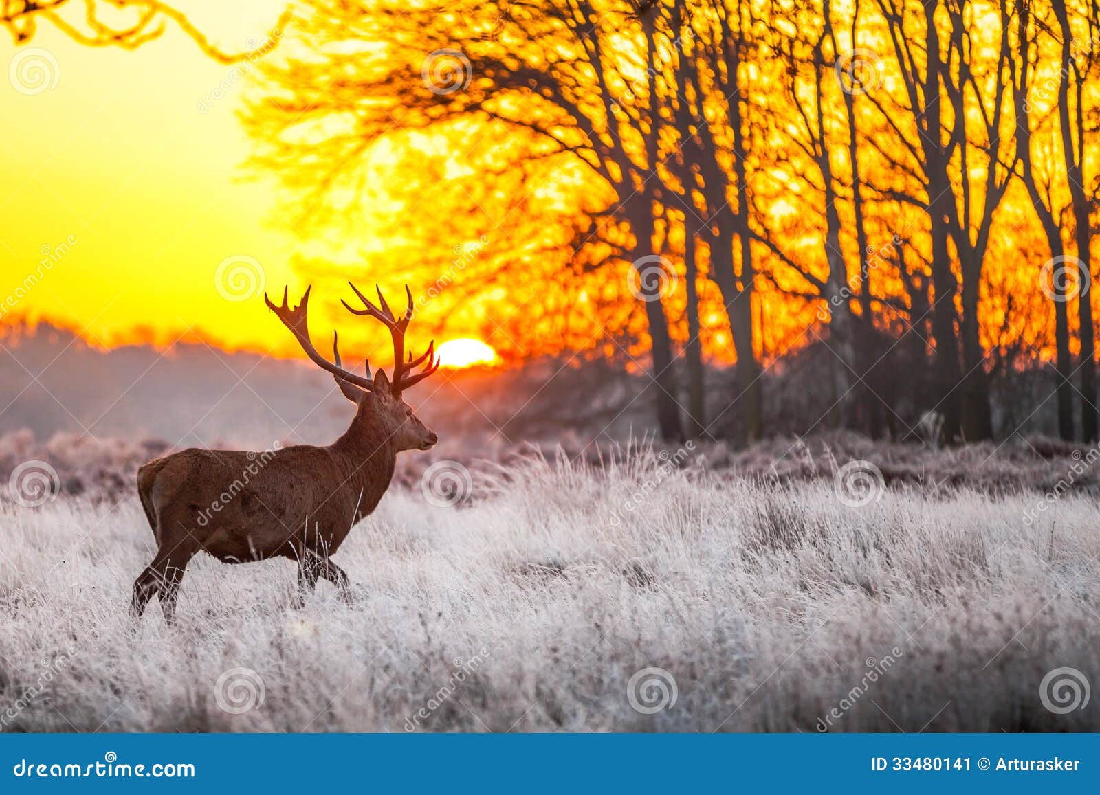 Red Deer in Morning Sun stock image. Image of wildlife - 33480141