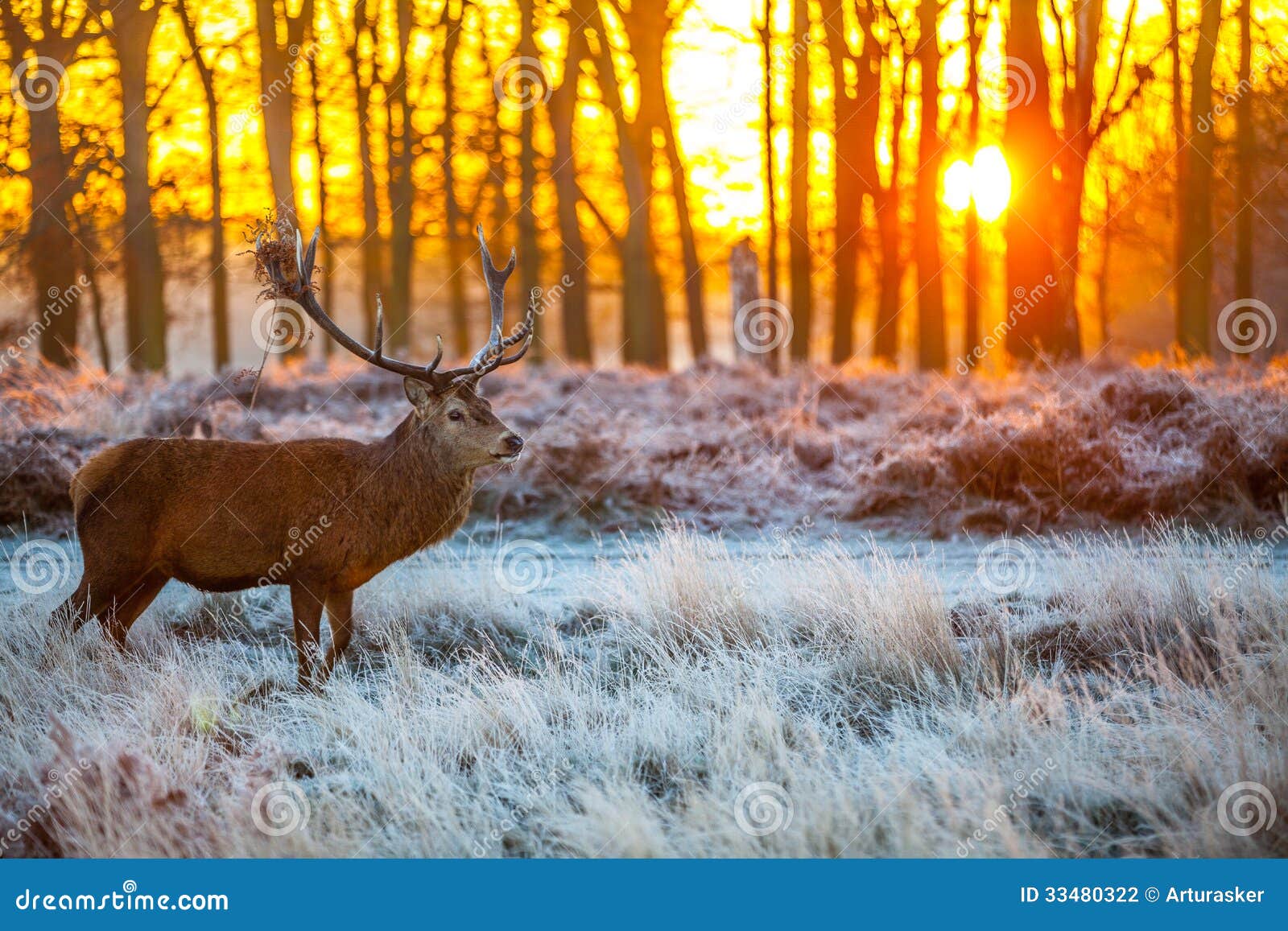 Red Deer in Morning Sun stock photo. Image of veluwe - 33480322