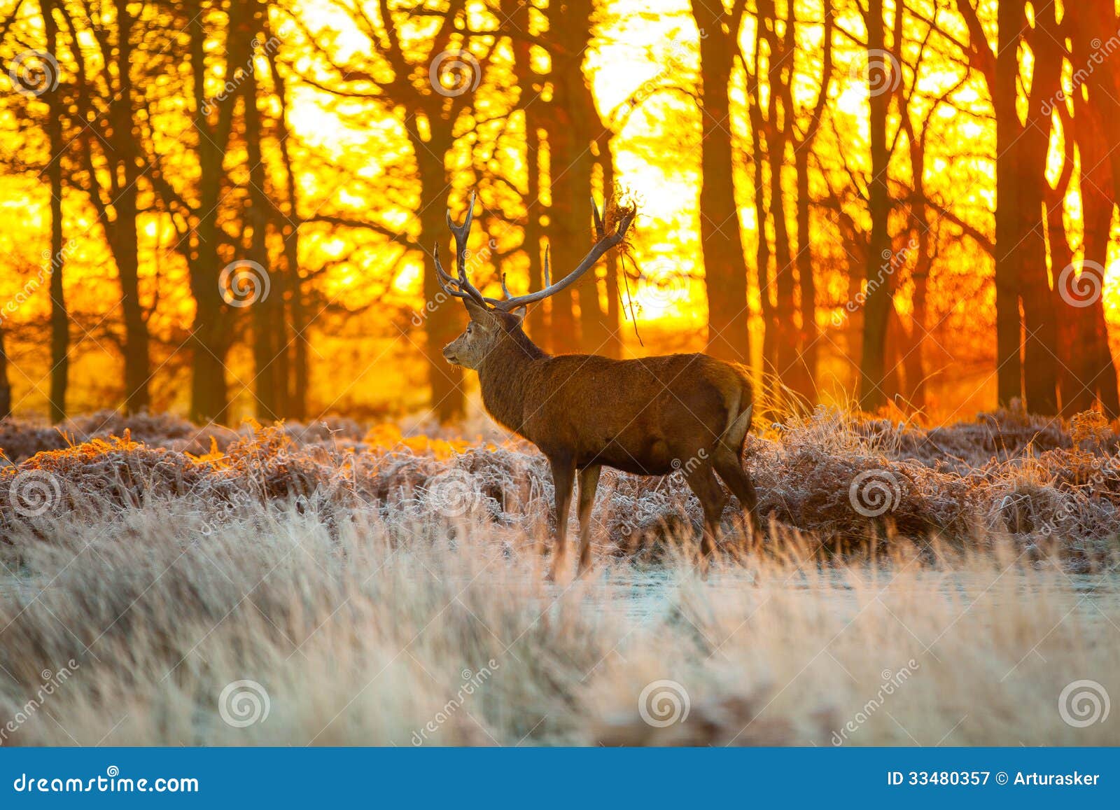 Red Deer in Morning Sun stock image. Image of cold, holland - 33480357